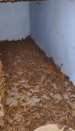 Scorpion Nest In An Abandoned House In Brazil Goes Viral