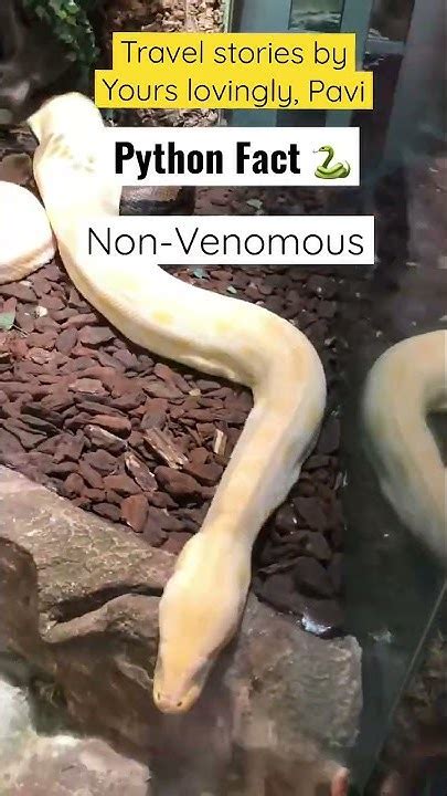 Weird And Surprising Python 🐍 Facts That You Didnt Know Youtube