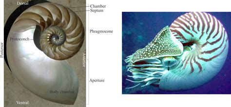 Cephalopod Morphology For Sedimentologists Geological Digressions
