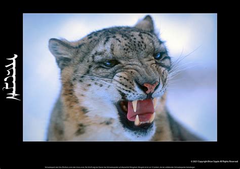 „fotografie Tiere“ Von Brian Sipple Dasauge®