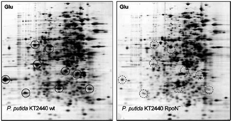 Rt Pcr Analysis Of Gene Expression In P Putida Kt2440 Total Rna Was
