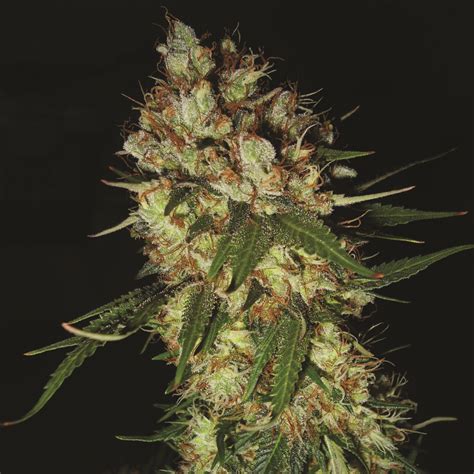G X Blueberry Headband Feminised Seeds Freedom Of Seeds