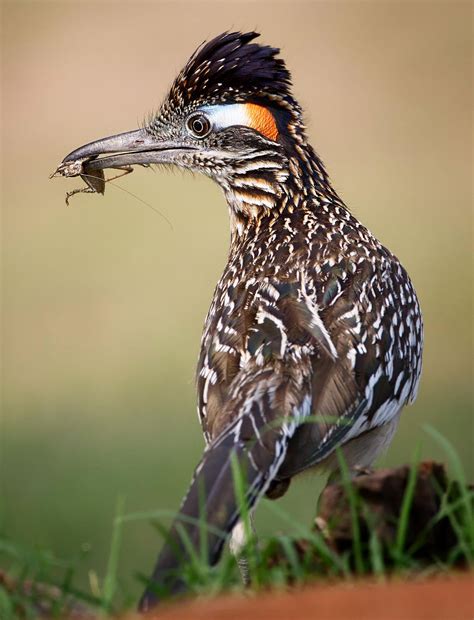 Greater Roadrunner Artofit