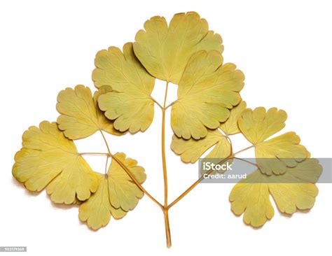 오일의 건조 흩어져 매 발톱 나무 잎 그림자와 격리를 누르면 그림을 그립니다 사진 조작 0명에 대한 스톡 사진 및 기타 이미지 0명 가을 개체 그룹 Istock