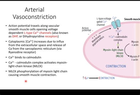 Cardiac And Smooth Muscle Physiology Flashcards Quizlet