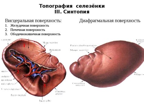 Печень Жёлчный пузырь Поджелудочная железа Селезёнка занятие 3