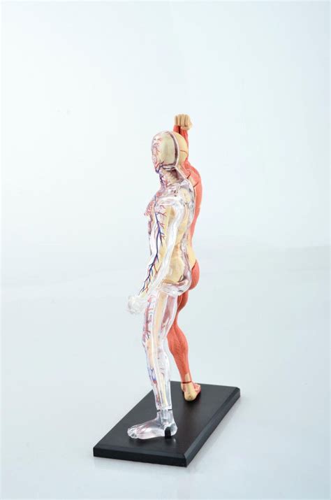 Human Muscle And Skeleton Anatomy Model Medical Simulation Human Anatomy Ebay