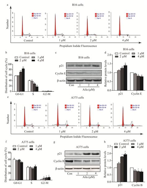Ailanthone Induces Cells Cycle Arrest And Regulates Cell Cycle Related
