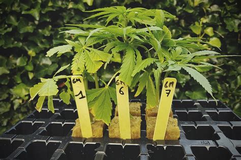 Basic Cannabis Knowledge Genotype And Phenotype Rqs Blog