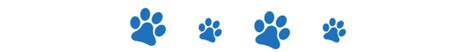 Can A Dog Recover From A Torn Acl Without Surgery Vet Answer