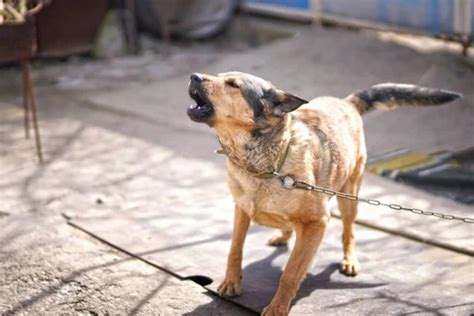 У селі Жорнище стався напад скаженої собаки на людину