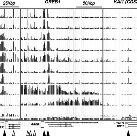 locus specific tiling array analysis of er binding and histone