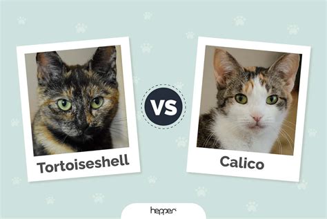 11 Surprising Tortoiseshell Cat Facts Appearance Origin And Behaviors