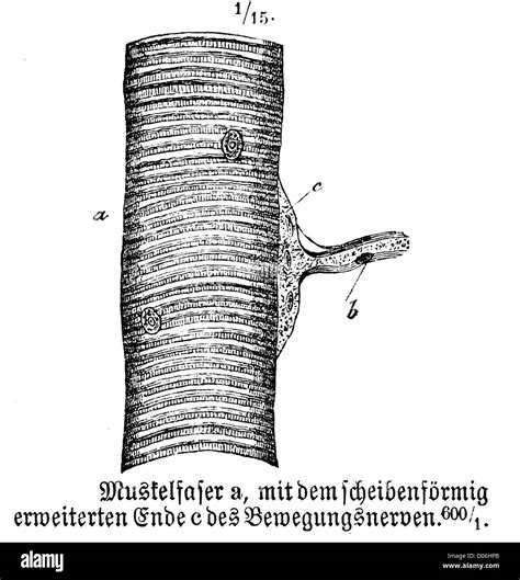 Fibre Musculaire Banque Dimages Noir Et Blanc Alamy