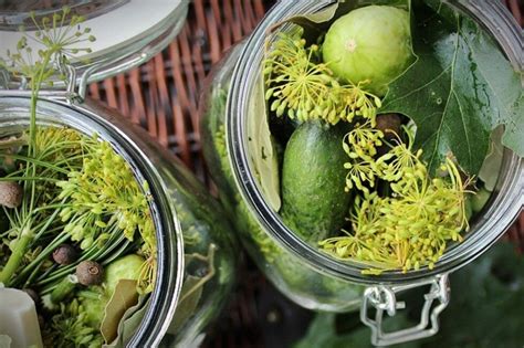 Секреты правильной засолки как факторы сбора выбора и хранения влияют