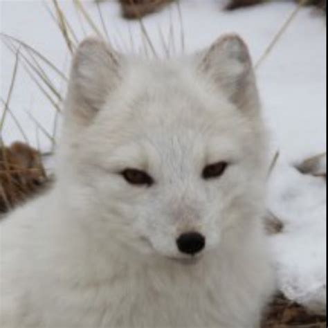 The Joesph Chronicles Youtube