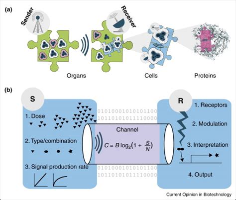 Senderreceiver Sr Systems Occur At All Levels Of Biology A The