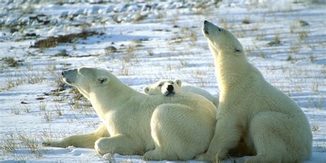 Polar Bears Pollutants And Erectile Dysfunction The Dodo