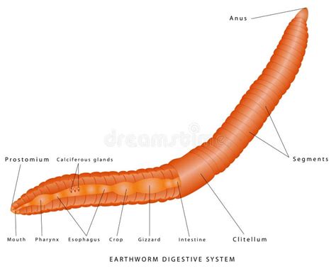 Earthworm Digestive System Stock Vector Illustration Of Slimy 234032183
