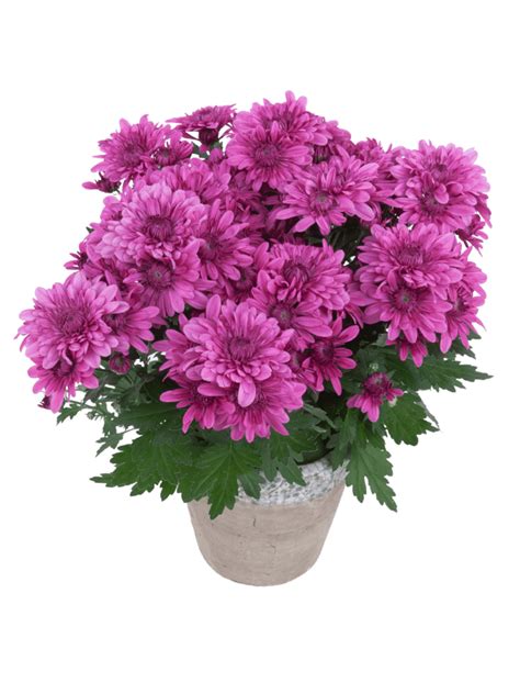 Nilo Pink® Royal Van Zanten