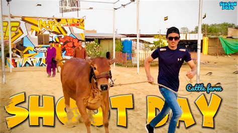 Shoot Day Bhot Maza Aya😍 ️itni Sari Cow😍🐄 By Vlogz With Hasan Youtube