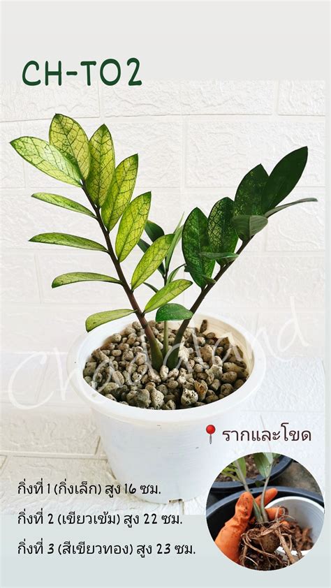 กวัก มรกต ด่าง ด่างแบบยอดทอง ️⃣ส่งยกกระถาง 8 นิ้ว ☑️สินค้าตรงปก 🔔ต้น