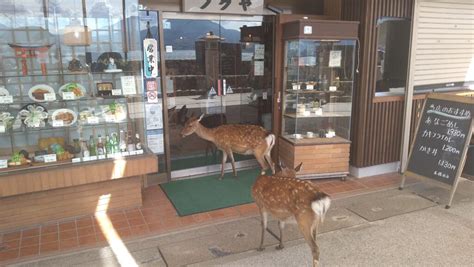 宮島の鹿