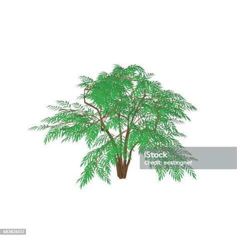 Aralia 나무입니다 흰색 배경에 고립 아이소메트릭 뷰입니다 0명에 대한 스톡 벡터 아트 및 기타 이미지 0명 3차원