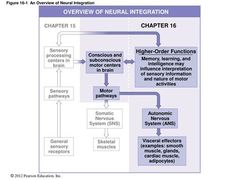 PPT 16 Neural Integration II The Autonomic Nervous System And Higher Order Functions