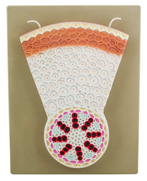 Root Diagram Monocot