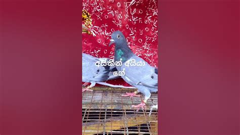 අස්කින් අයියා ගේ සත්තු Youtube