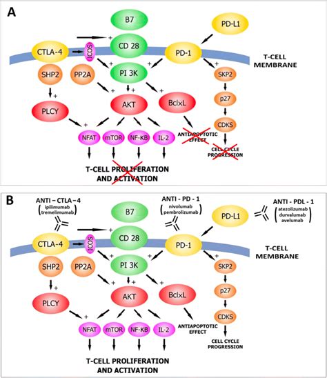 The Role Of Immune Checkpoint Inhibitors Anti Pd 1 Anti Pd L1