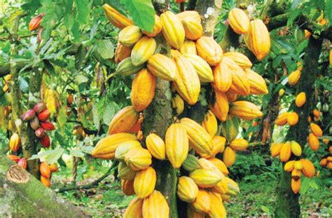 Reasons More Farmers Are Embracing Cocoa Farming In Taraba Daily Trust