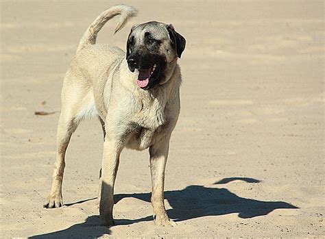 Der Kangal im Rasseportrait Alles über den anatolischen Hirtenhund