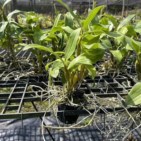 Rare Orchid Species Dendrobium Densiflorum Full Size
