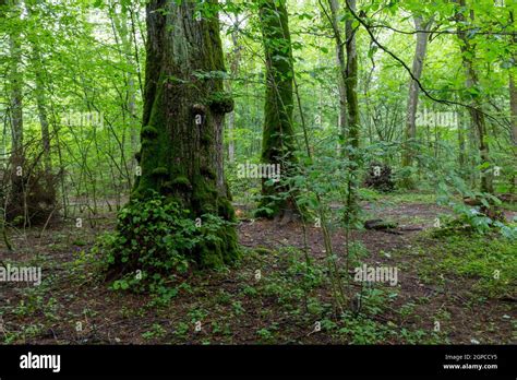 Natural Deciduous Tree Stand With Old Lindwn Trees And Hornbeam Around