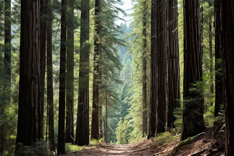 森林里的树木高清图片下载 正版图片600655778 摄图网