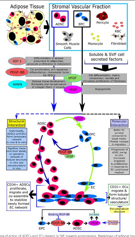 Adipose Derived Stromal Vascular Fraction Cells Semantic Scholar