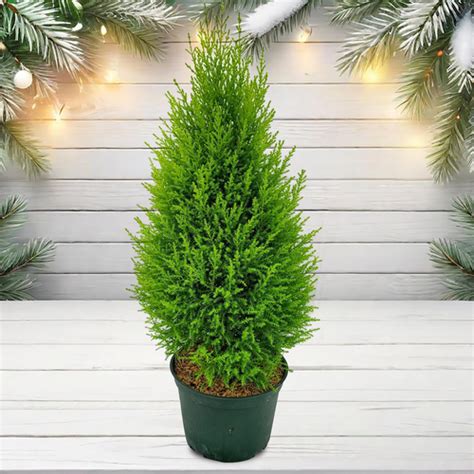 Lemon Cypress Cone Plant Addicts