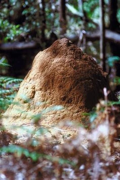 How Long Does It Take For Termites To Do Damage Hunker