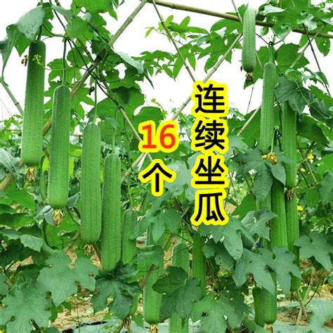 鼎牌优比1 6号肉丝瓜种子种籽农家早熟高产春季四季蔬菜苗孑子秧 虎窝淘