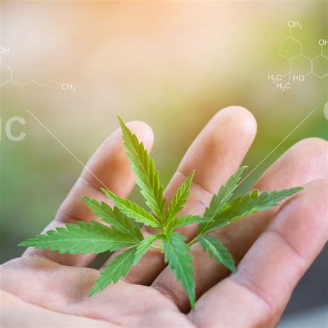 What Is Thc Medicann Medicann