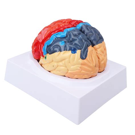 Anatomical Human Brain Model Cerebral Artery Color Partitioned Left