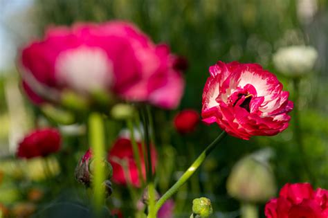 라눈큘러스 꽃 배경입니다 아름 다운 핑크 단일 페르시아 미나리 아재비 Ranunculus Asiaticus 봄 꽃입니다