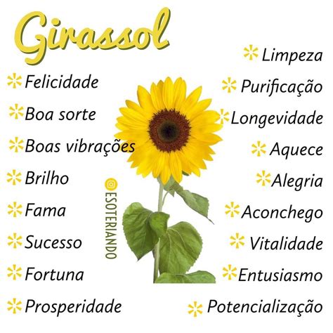 Mini Girassol Natural Como Cuidar Best Succulent Ideas