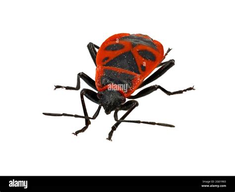 Firebug Pyrrhocoris Apterus Isolated On White Background Side View