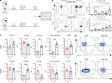 Cd4 And Cd8 Derived Tumor Antigen Specific Cd4 Cd8 T Cells