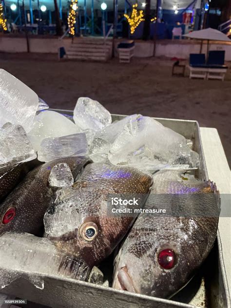 금속 쟁반에 으깬 얼음 위에 신선하게 보관된 생선 전체 전시 이미지 야외 해변 레스토랑 바베큐 재료 높은 전망 전경에 초점 0명에 대한 스톡 사진 및 기타 이미지 Istock