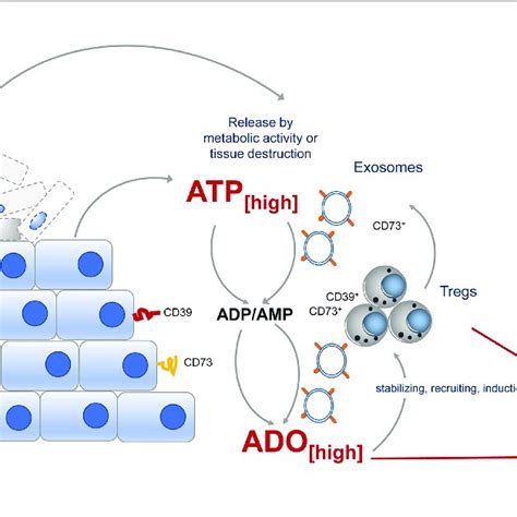 Cd73 Expression During Tumor Growth Contributes To Immune
