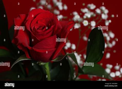 Red Rose On Red Velvet Background Stock Photo Alamy